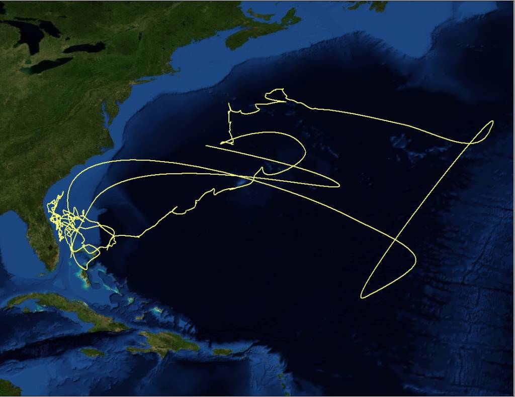 tracking - Camp Live Oak